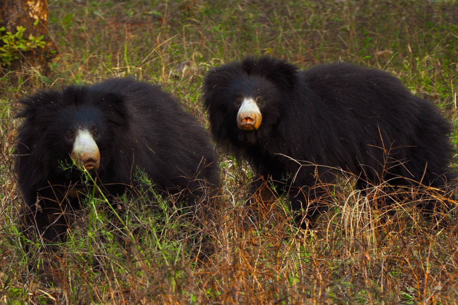 Sloth Bear Wild Animal | Facts, Information, & Habitat