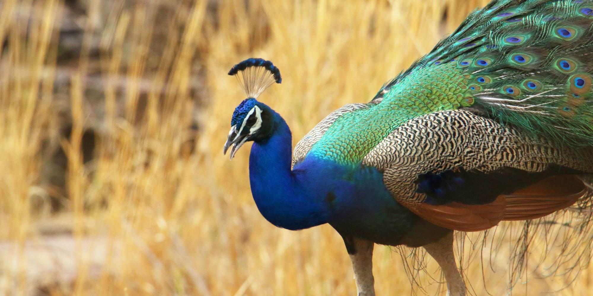 Bird Watching in Ranthambore National Park – Birding Tour