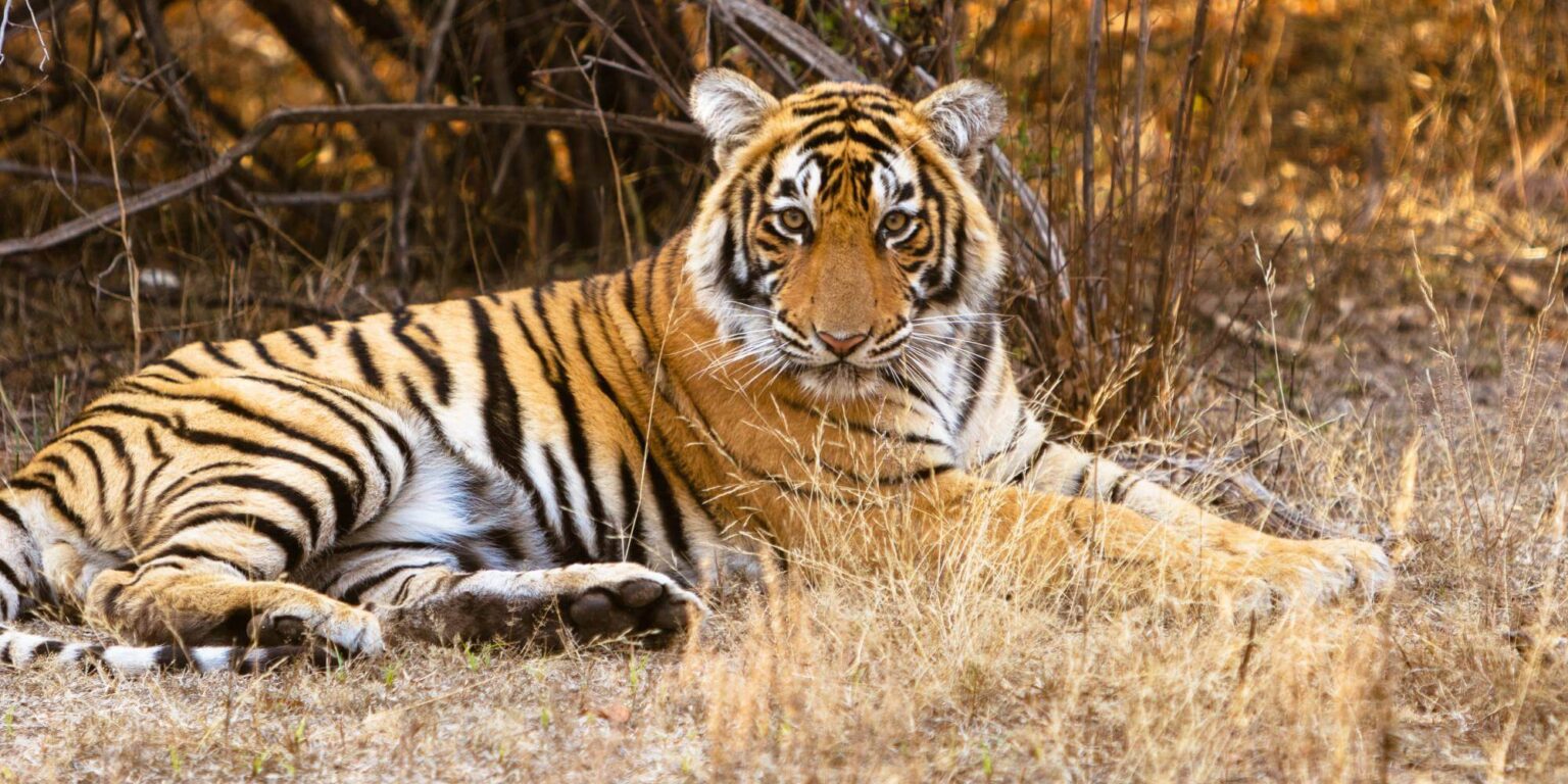 Ranthambore Wildlife – Animals in Ranthambore National Park
