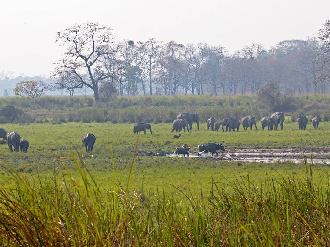 Sariska National Park & Tiger Reserve, Rajasthan