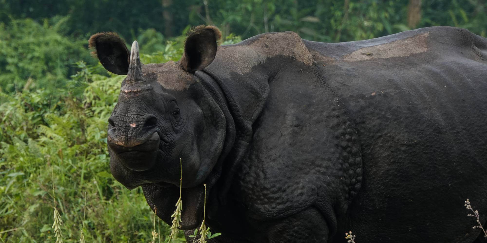 Manas National Park & Tiger Reserve, Assam, India