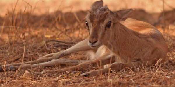 Chinkara Wild Animal | Facts, Information, & Habitat
