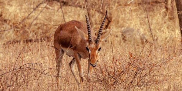 Chinkara Wild Animal | Facts, Information, & Habitat