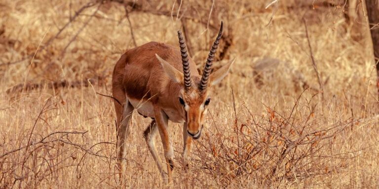 Chinkara Wild Animal | Facts, Information, & Habitat