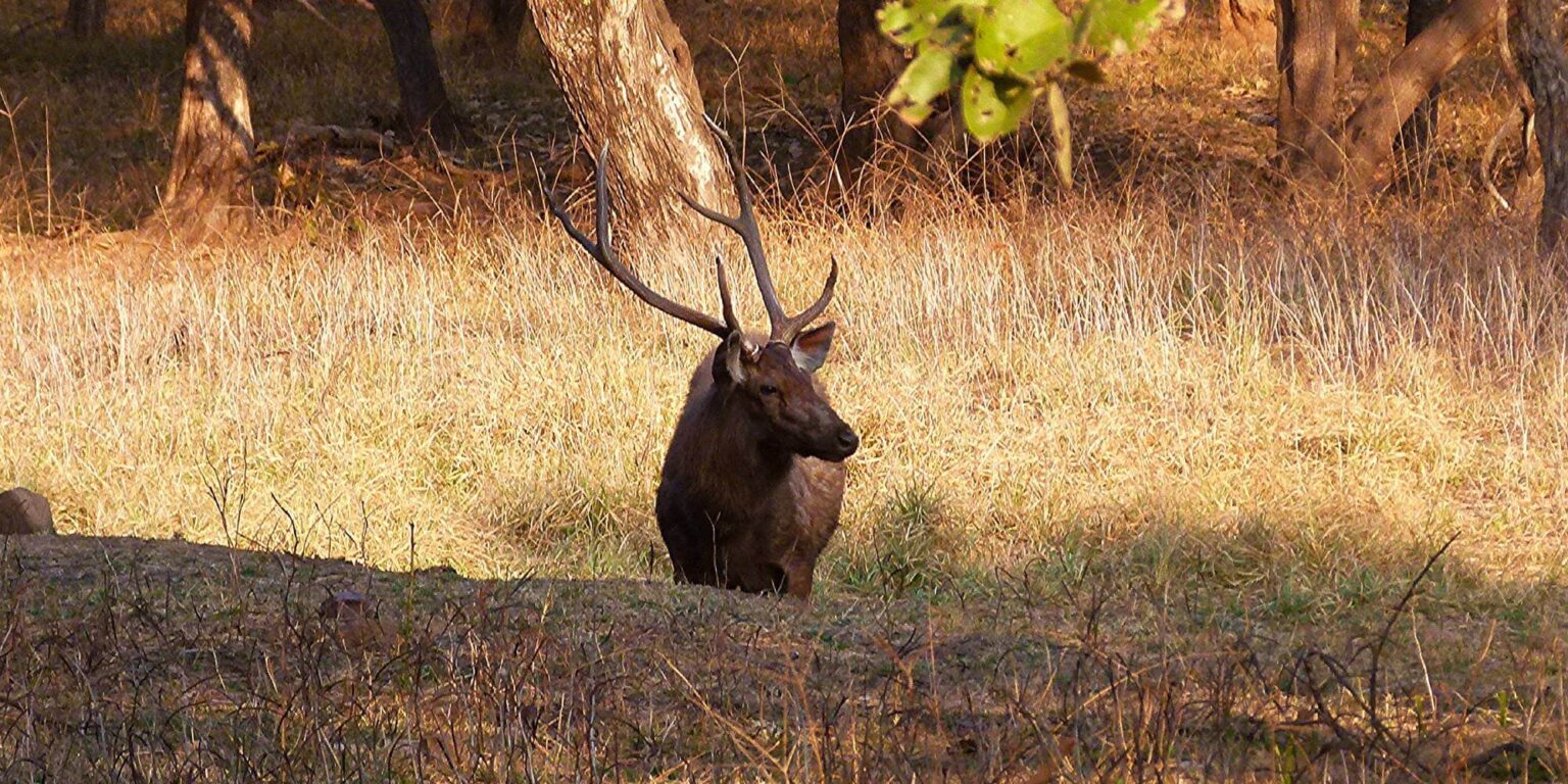 Sambar Deer Wild Animal | Facts, Information, & Habitat