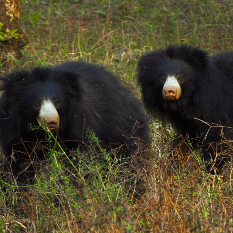 Sloth Bear Wild Animal | Facts, Information, & Habitat