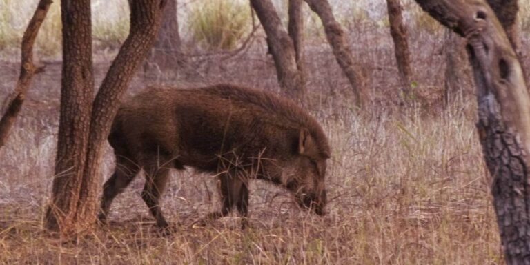 Wild Boar Animal | Facts, Information, & Habitat