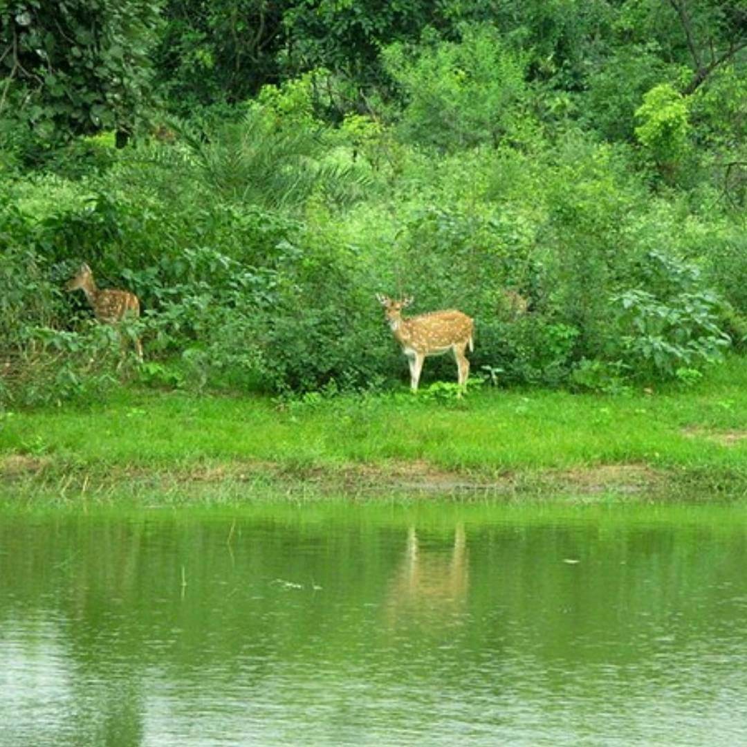 Van Vihar Sanctuary Rajasthan: A Nature Lover's Paradise in Rajasthan