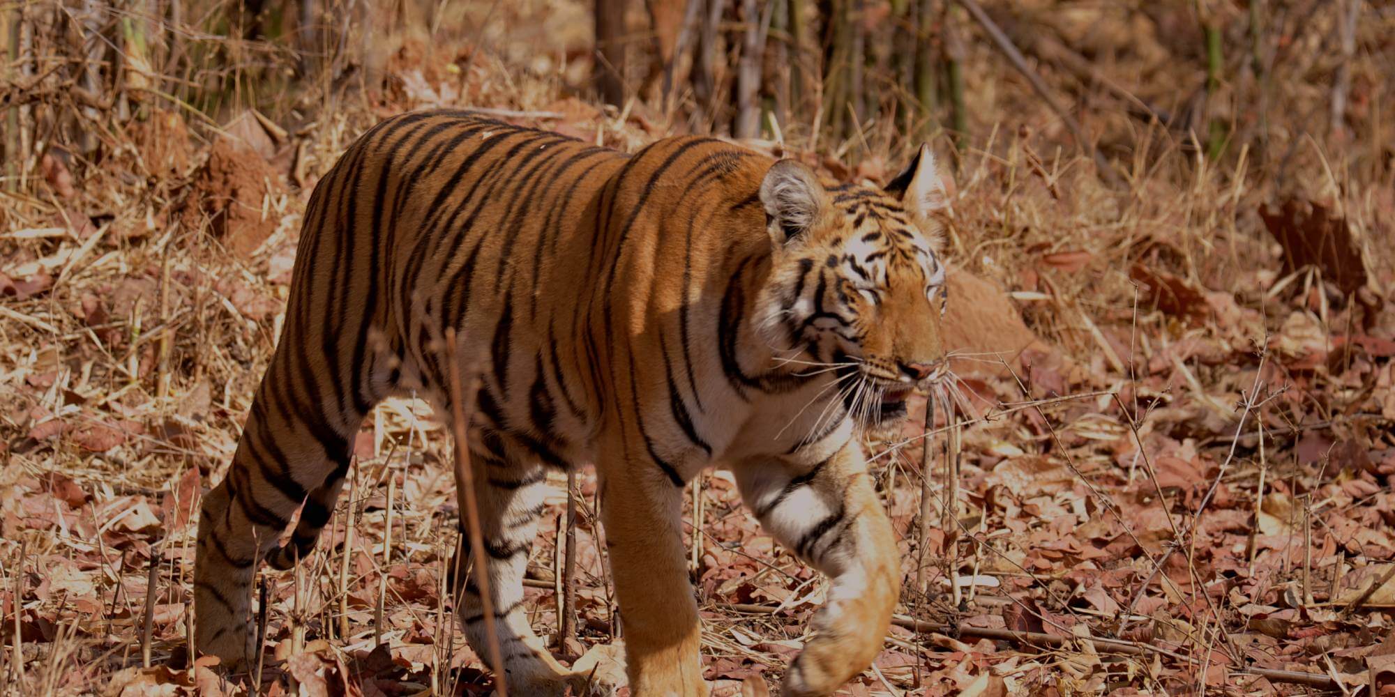 Tadoba National Park & Tiger Reserve, Maharashtra, India