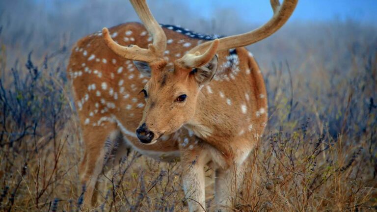 Spotted Deer Wild Animal | Facts, Information, & Habitat